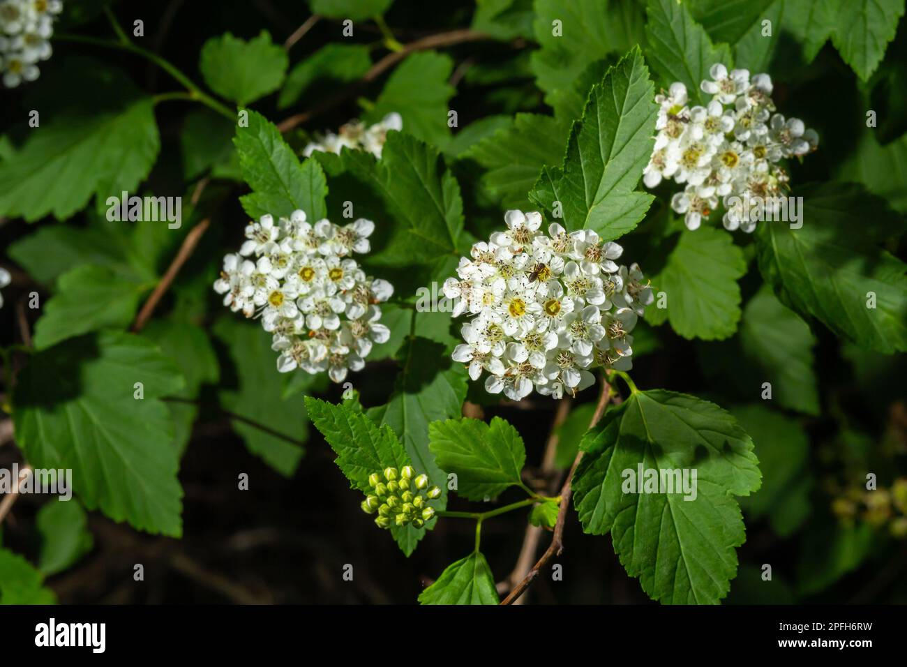 Flowering ninebark shrub close up. Physokarpus capitatus, commonly ...