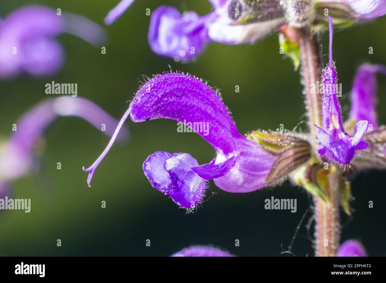 Salvia pratensis, the meadow clary or meadow sage, is a species of ...