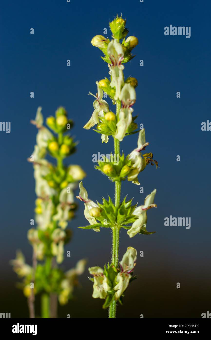Stachys recta, commonly known as stiff hedgenettle or perennial yellow ...