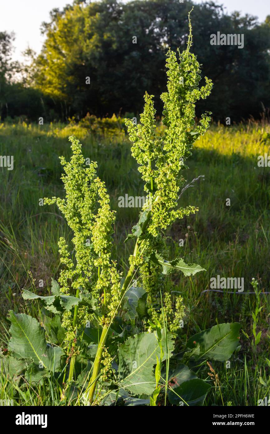 A bloom of bright green flower of sorrel closeup outdoors in nature in ...