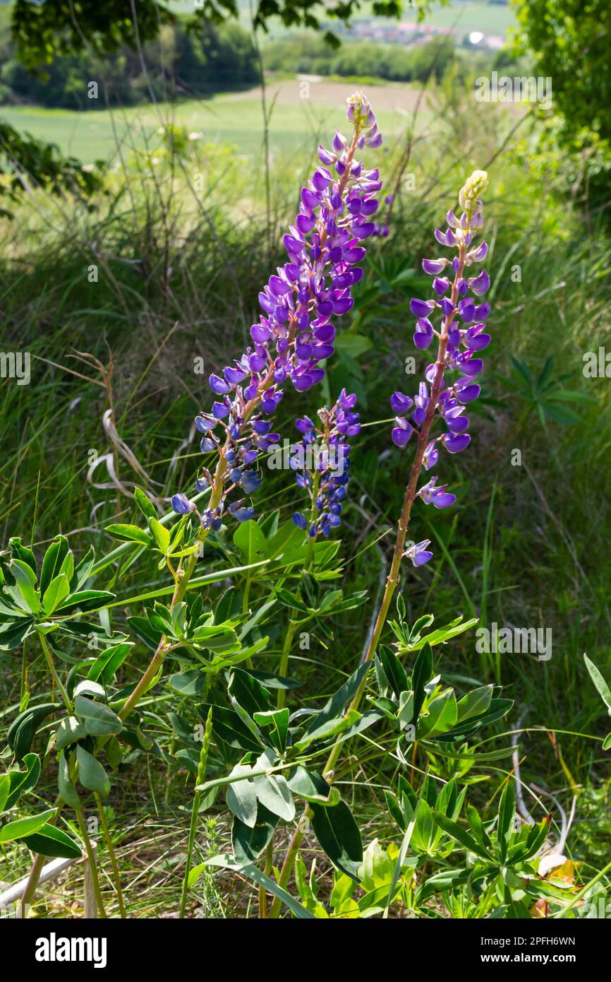 The blooming purple flowers of the lupine are fodder plants of Lupinus ...