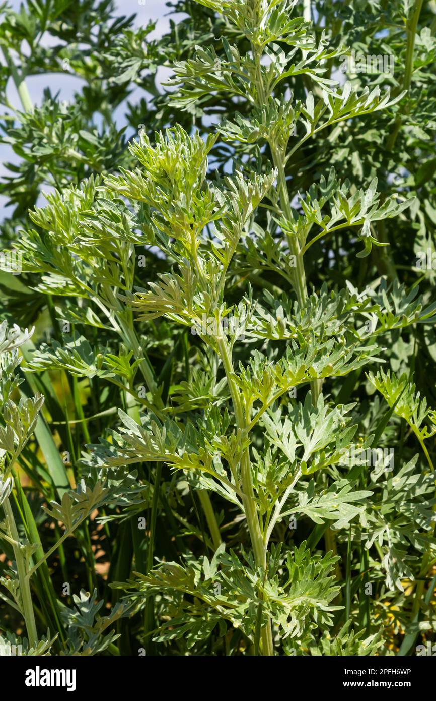 Wormwood, Artemisia absinthium, perennial herb of silvery color, with a ...
