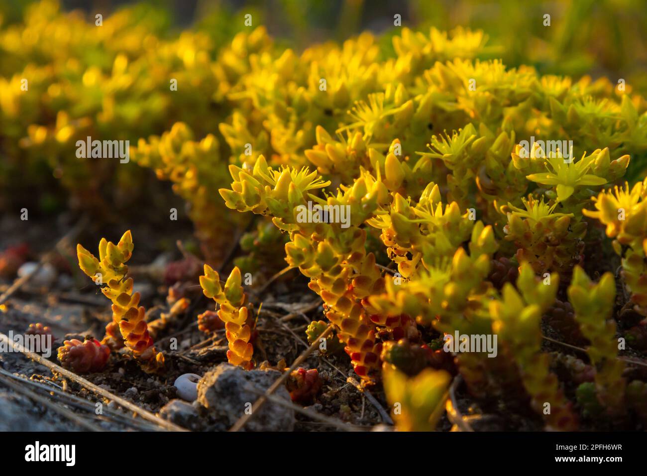 Sedum acre, Sedum album is the perennial herbaceous succulent plant ...