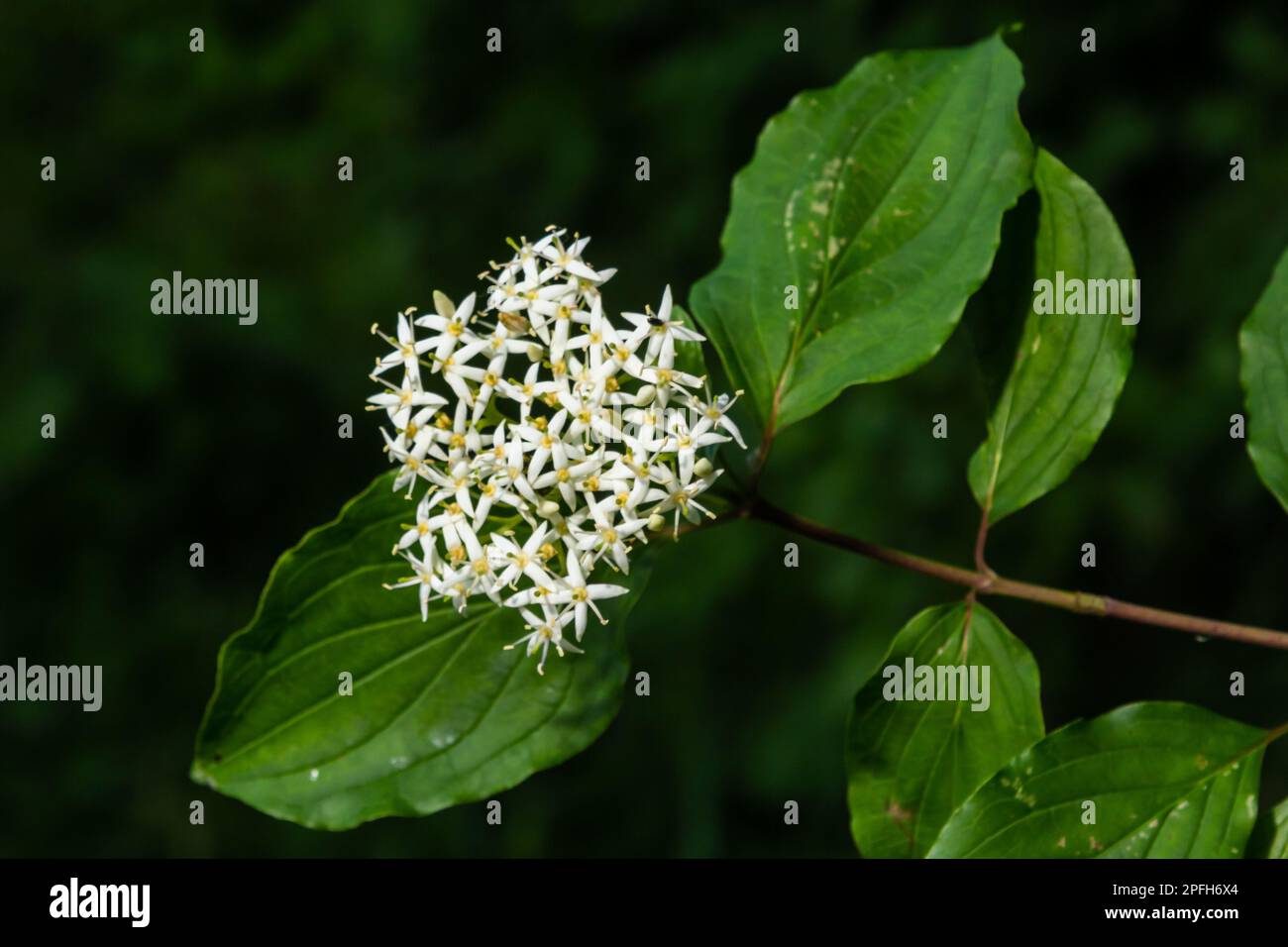 Cornus sanguinea, the common dogwood white blossoms with green leaves ...