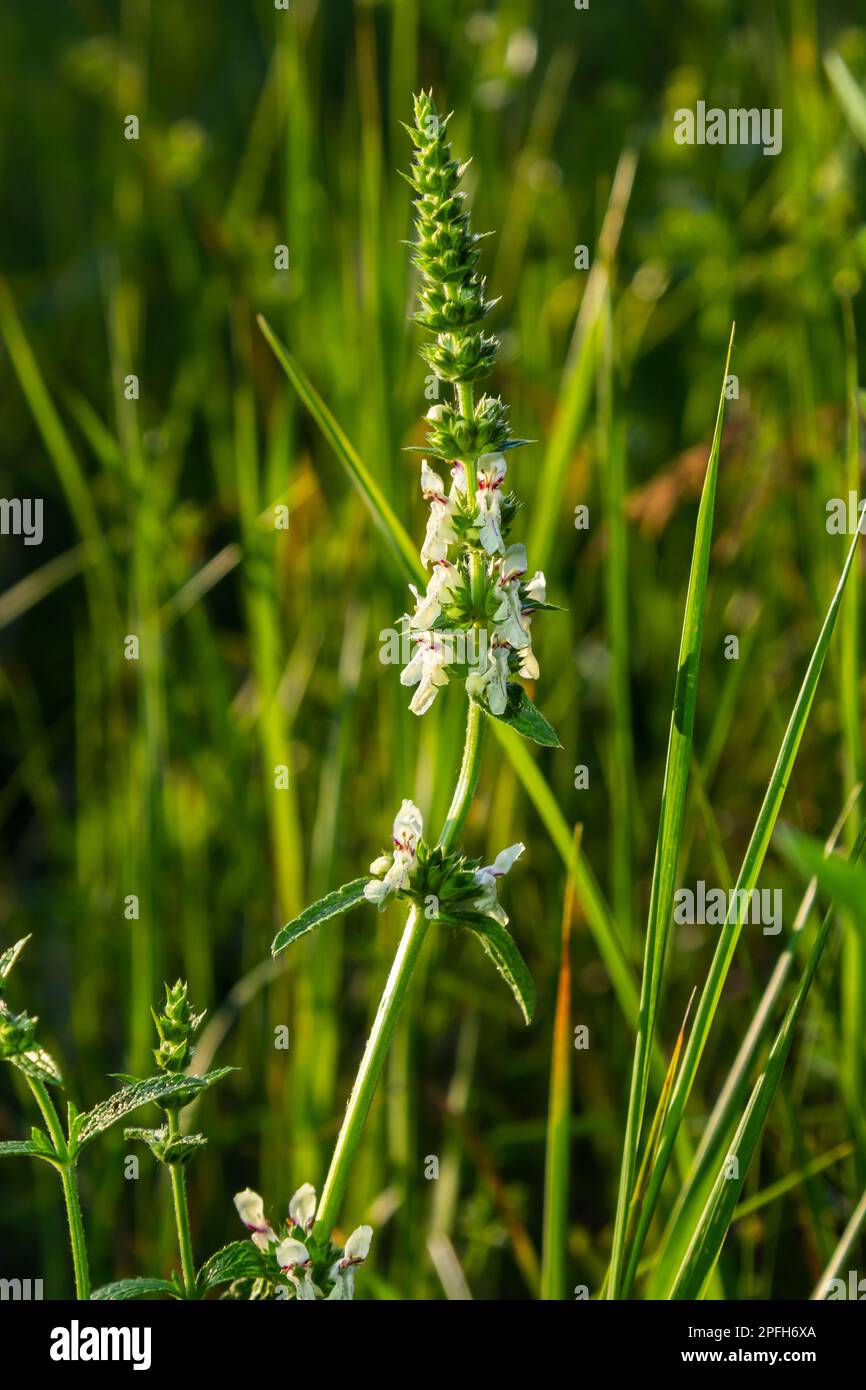 Stachys recta, commonly known as stiff hedgenettle or perennial yellow ...