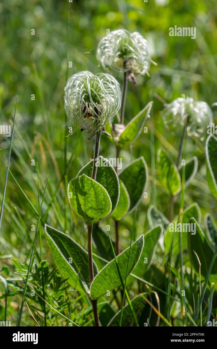 Group of seeds on stems Sugarbowls Leatherflowers in alpine field Stock ...