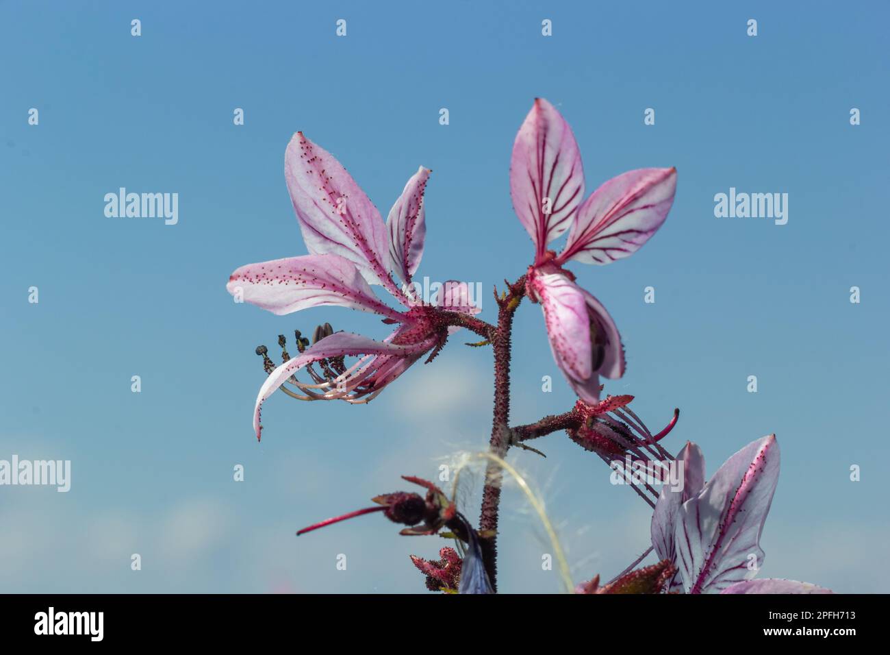 Burning-bush, Dictamnus albus. Dictamnus is a genus of flowering plant ...