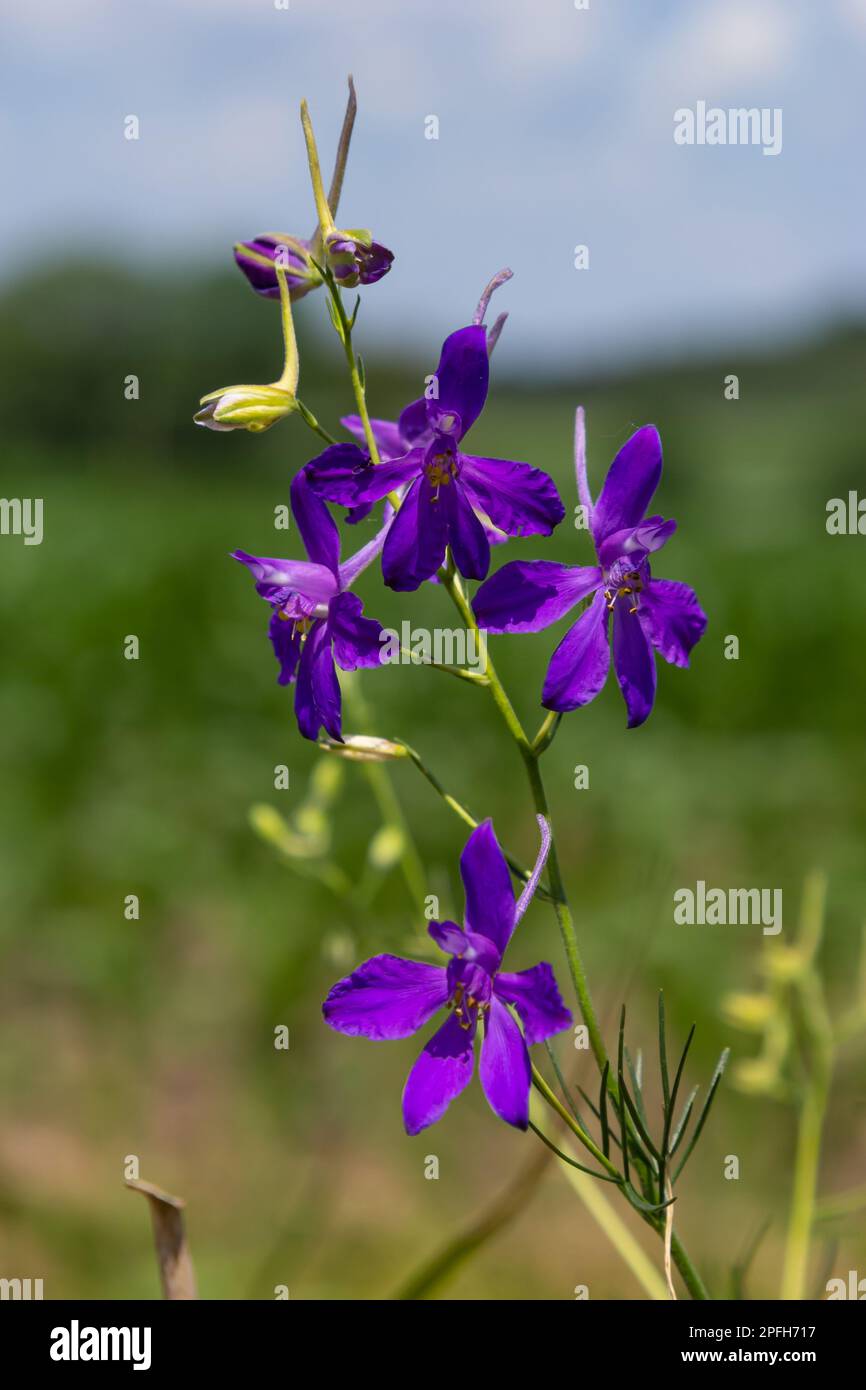 Consolida regalis, forking larkspur, rocket-larkspur, and field ...