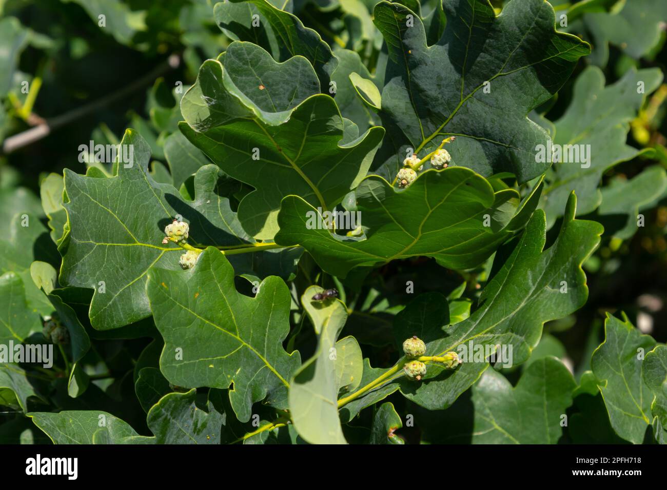 Oak tree quercus robur branch hi-res stock photography and images - Alamy