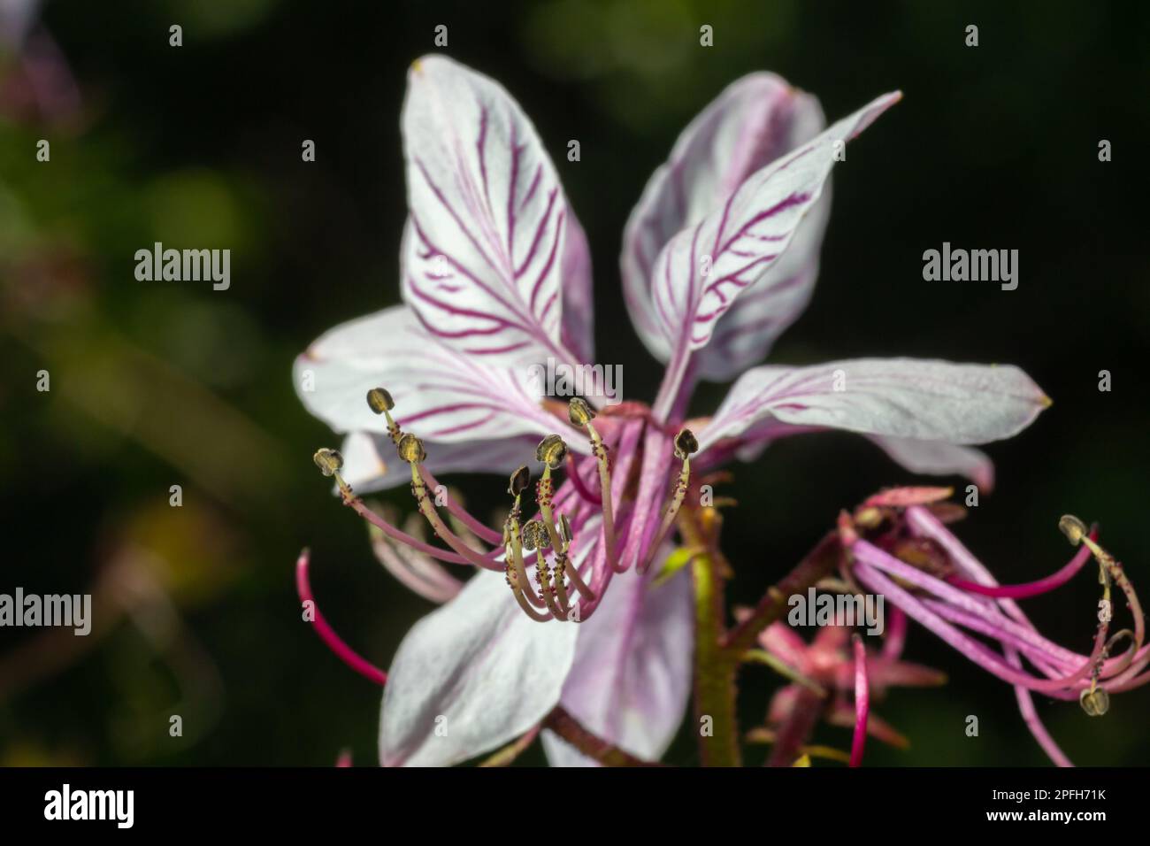 Burning-bush, Dictamnus albus. Dictamnus is a genus of flowering plant ...