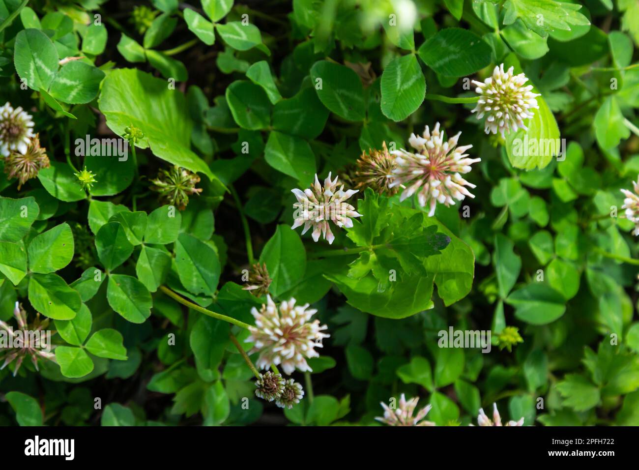 White clover aka Trifolium repens in grass on summer meadow. Close up ...