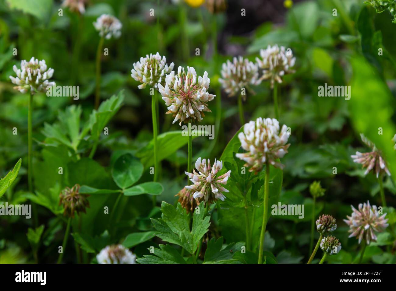 White clover aka Trifolium repens in grass on summer meadow. Close up ...