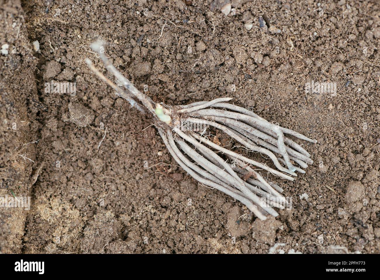 Asparagus crowns in a trench in early spring Stock Photo - Alamy