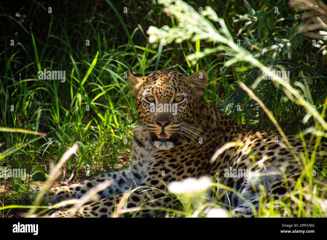 An African leopard lounging in the shade of tall grasses and vegetation ...