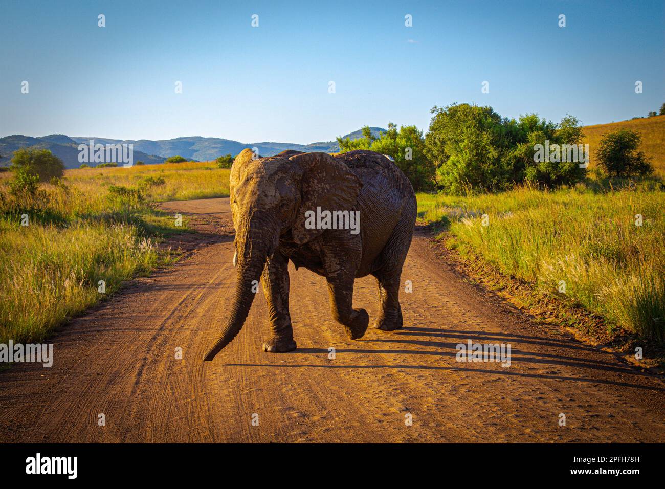 A majestic elephant traverses a dirt road in the African savannah on a ...