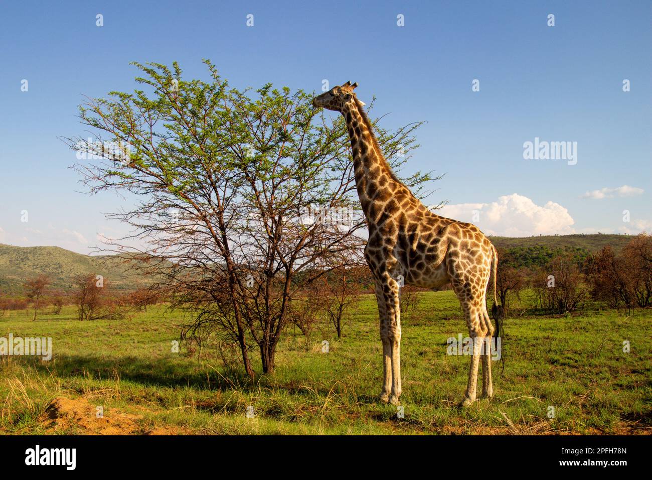 A giraffe is standing in a grassy savanna and stretching its neck to ...