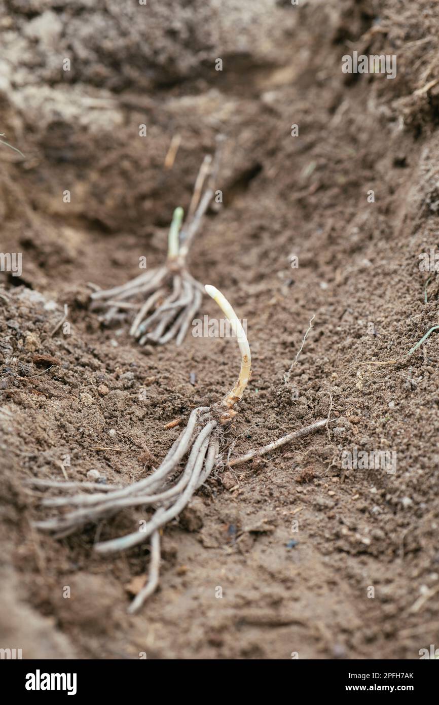 Crown roots hi-res stock photography and images - Alamy