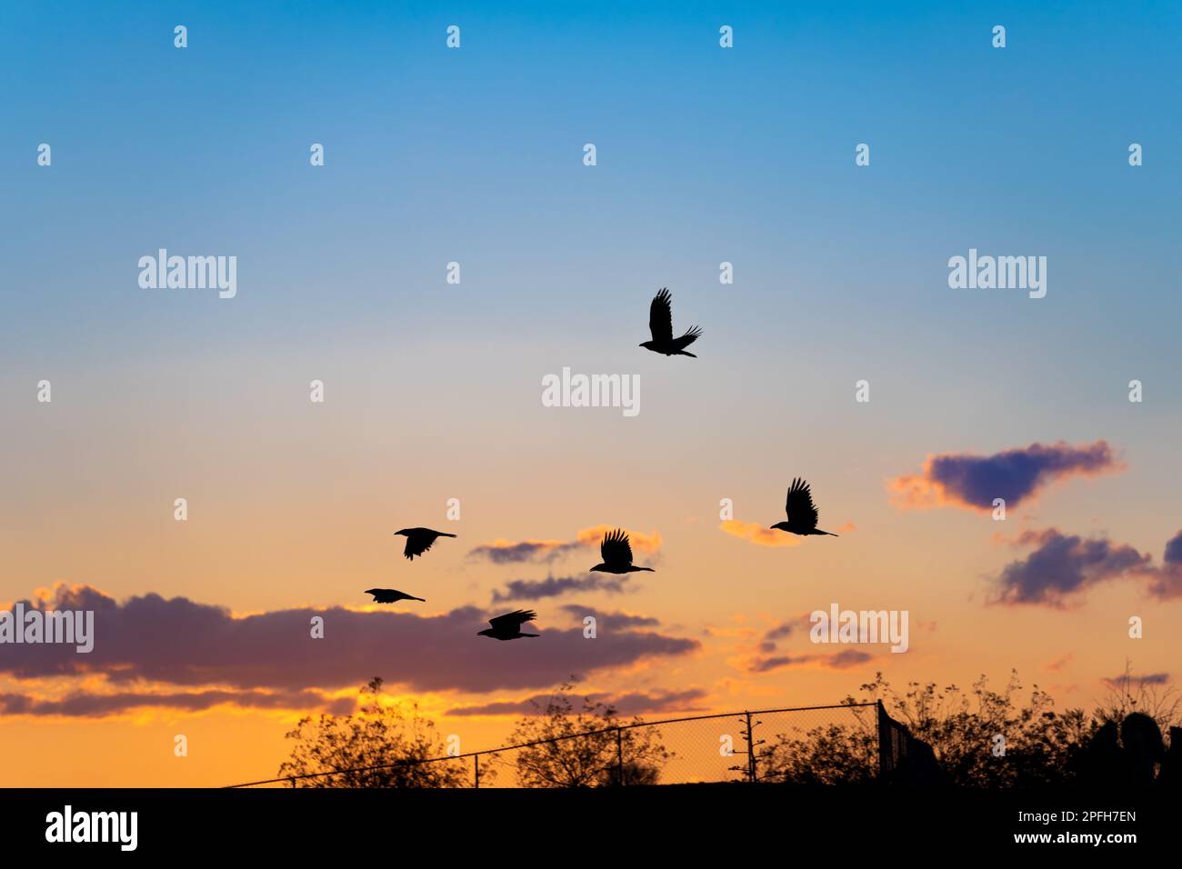Ravens silhouette hi-res stock photography and images - Alamy