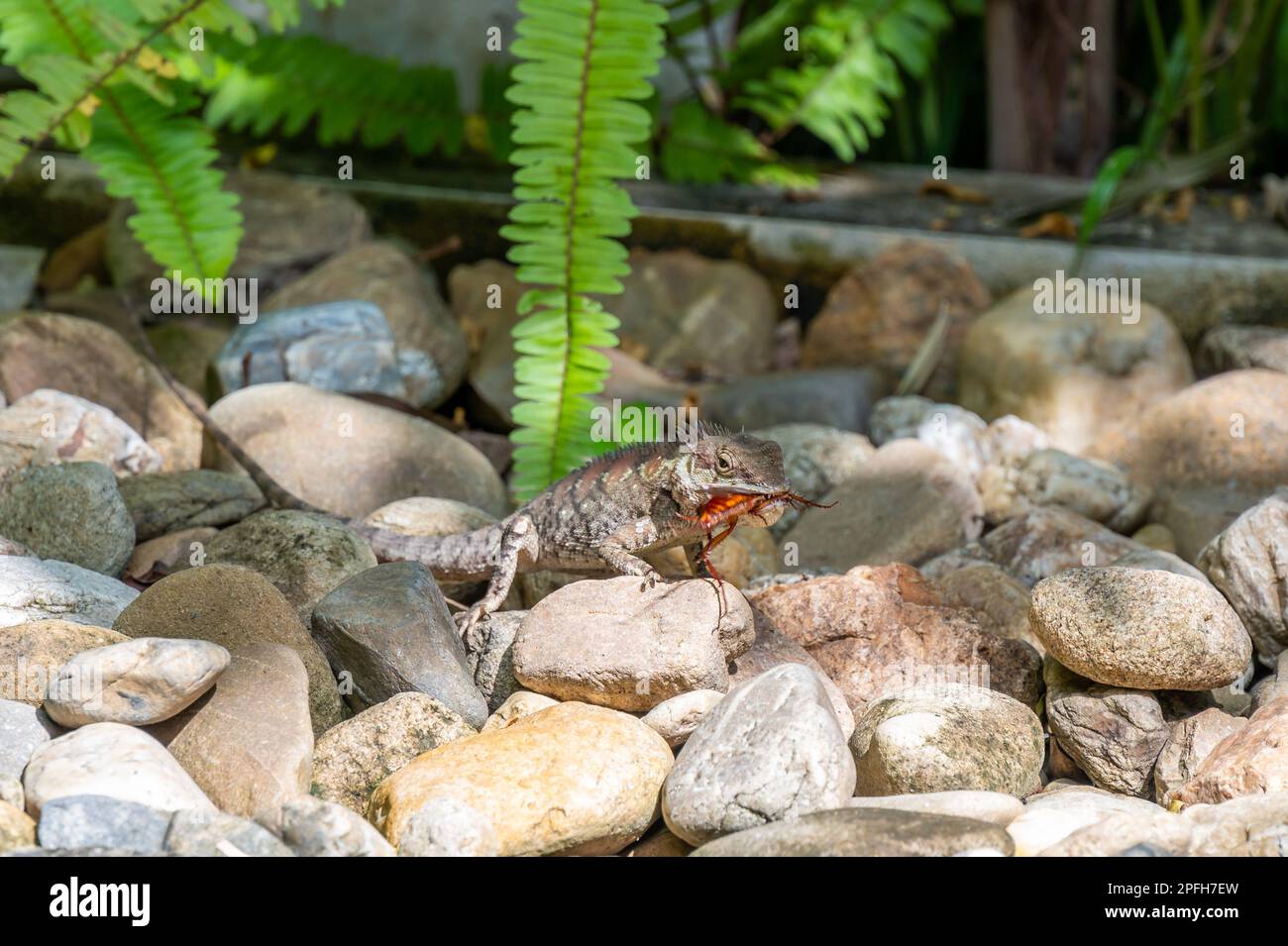 What Do Brown Lizards Like To Eat at Harry Christison blog