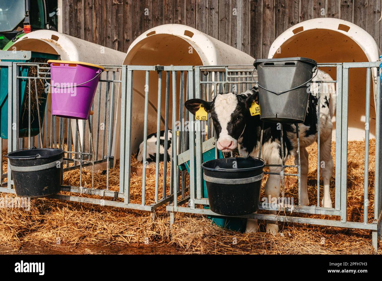 Little calf with yellow ear tags standing in cage in sunny livestock ...