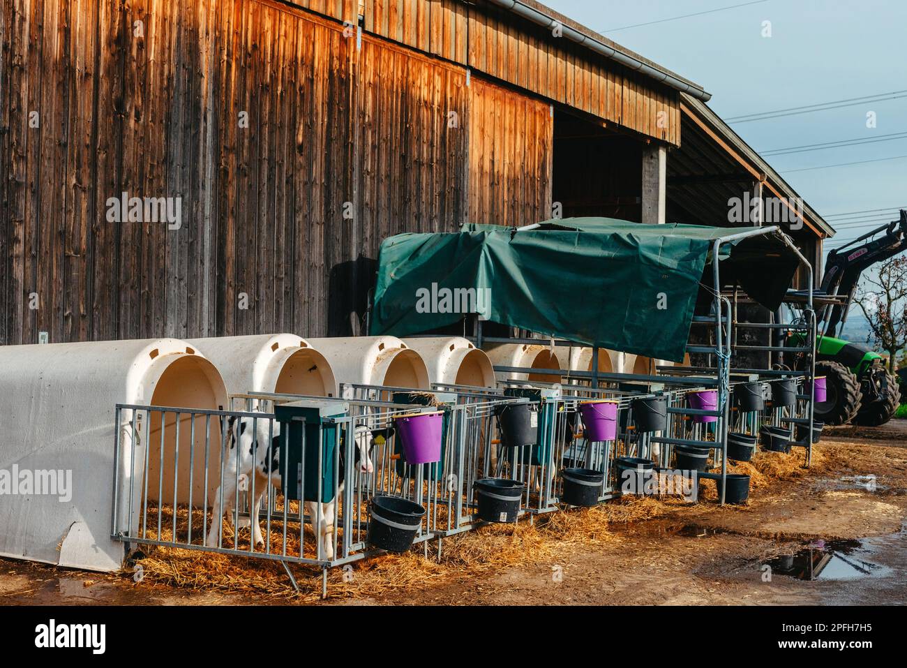 Little calf with yellow ear tags standing in cage in sunny livestock ...