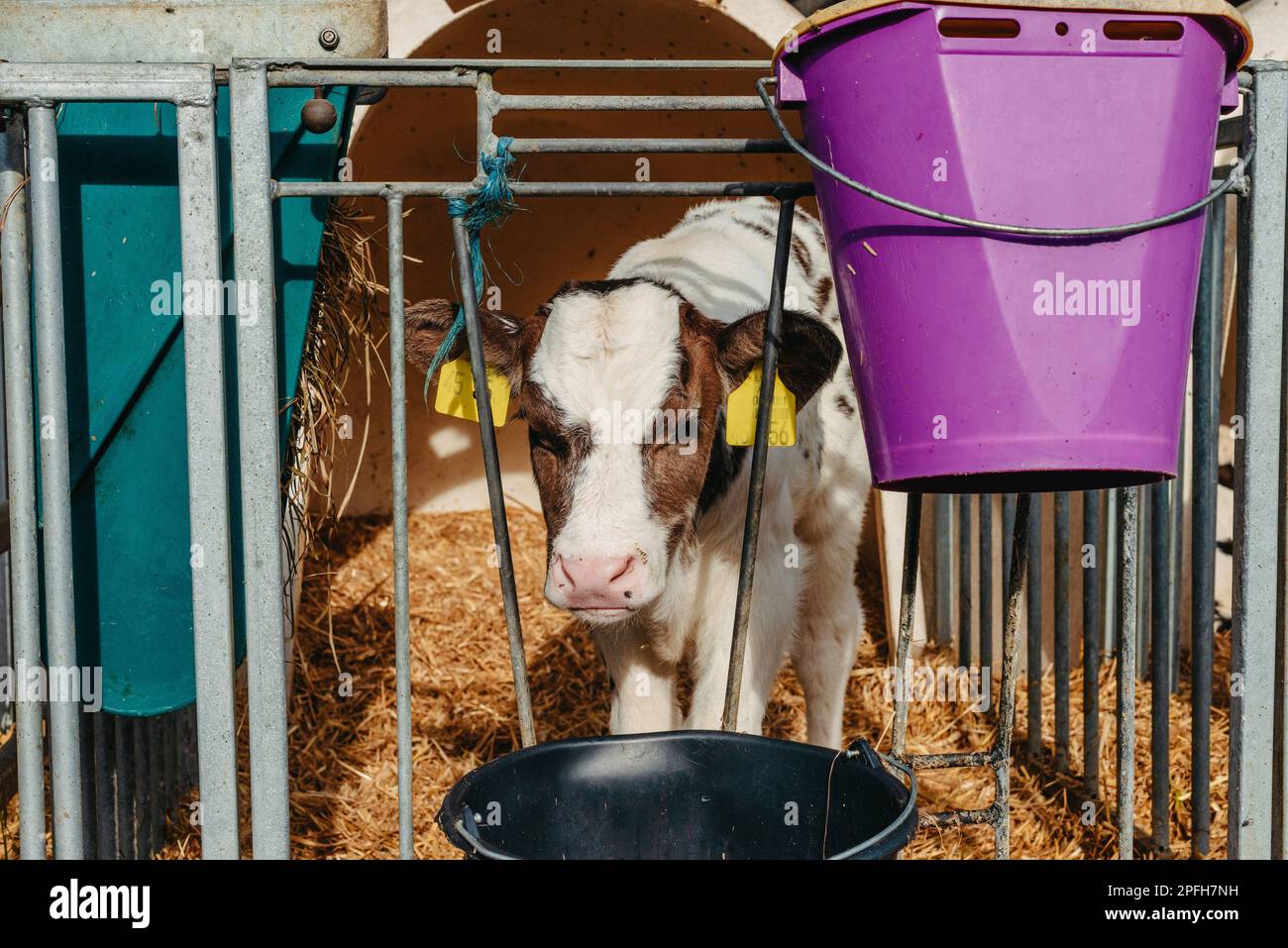 Little calf with yellow ear tags standing in cage in sunny livestock ...