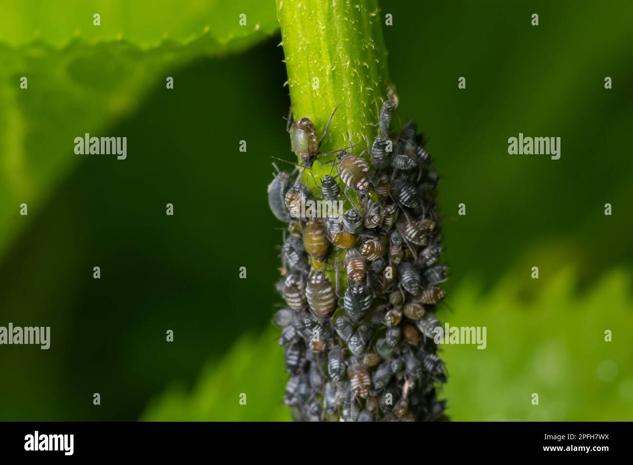 Branch of fruit tree with wrinkled leaves affected by black aphid ...