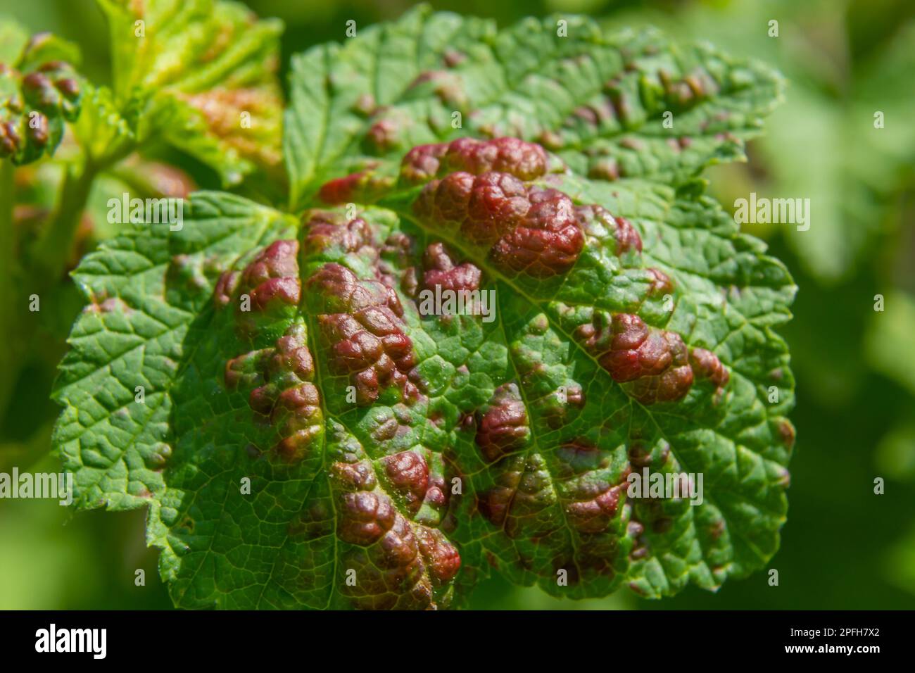 Branch of fruit tree with wrinkled leaves affected by black aphid ...