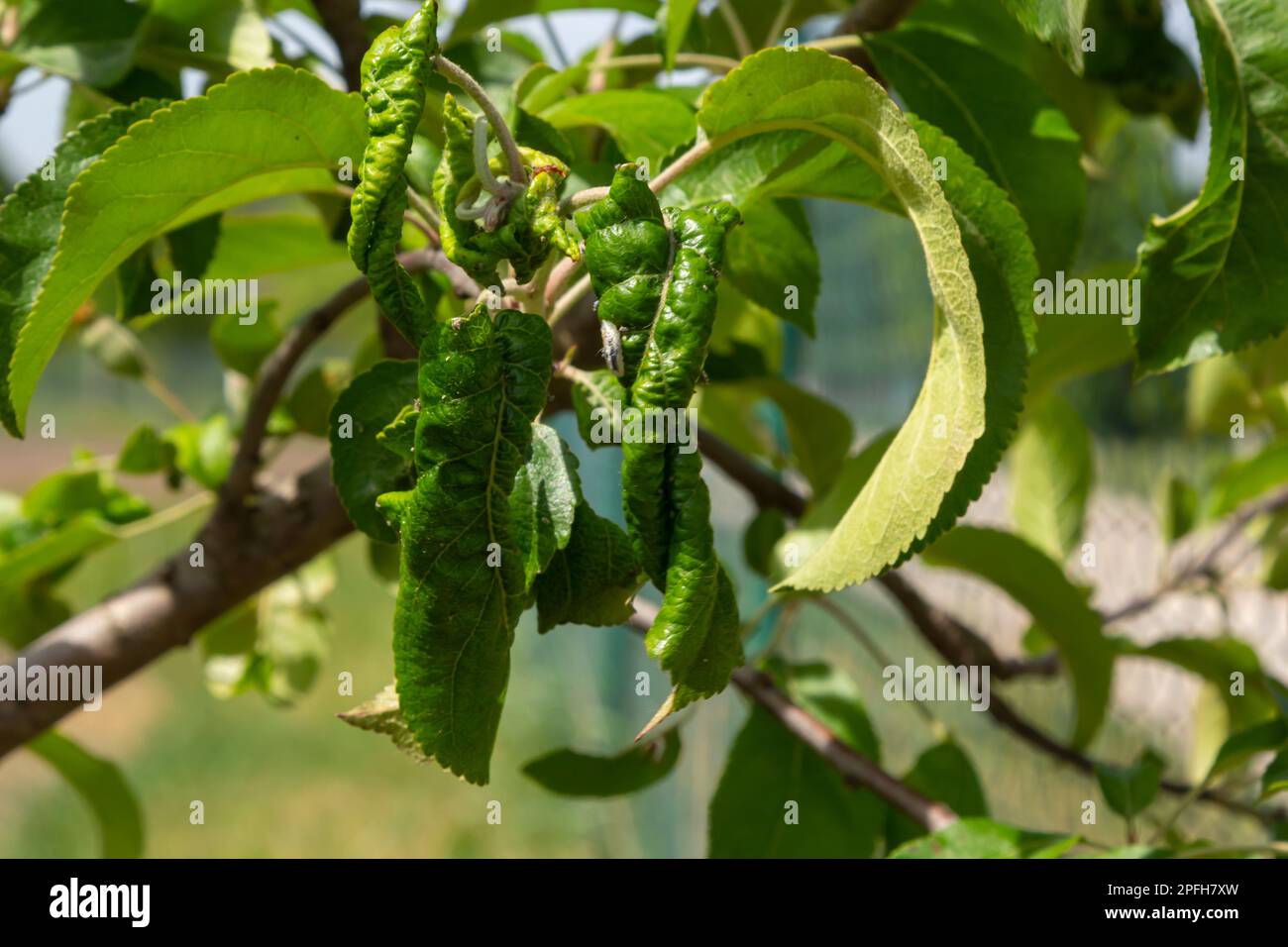 Branch of fruit tree with wrinkled leaves affected by black aphid ...