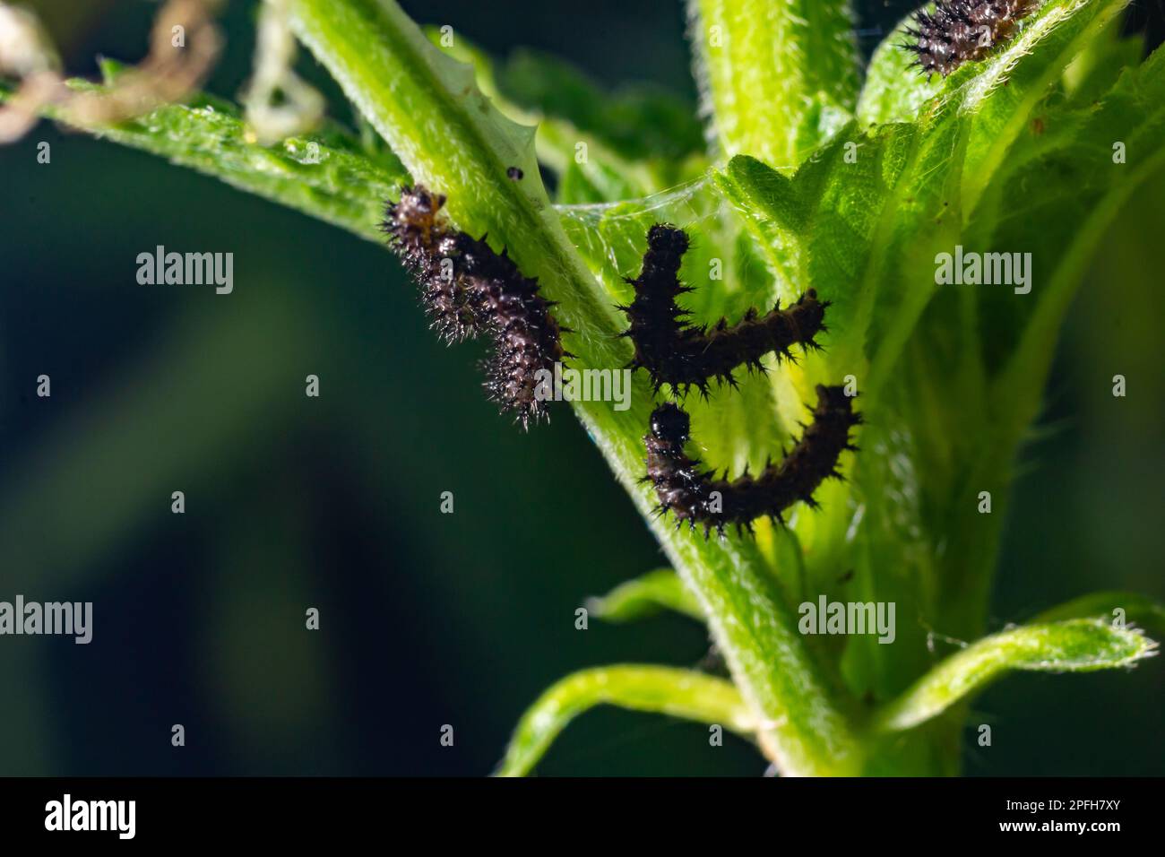 Buck Moth Caterpillars, Hemileuca maia, on a leaf Stock Photo - Alamy