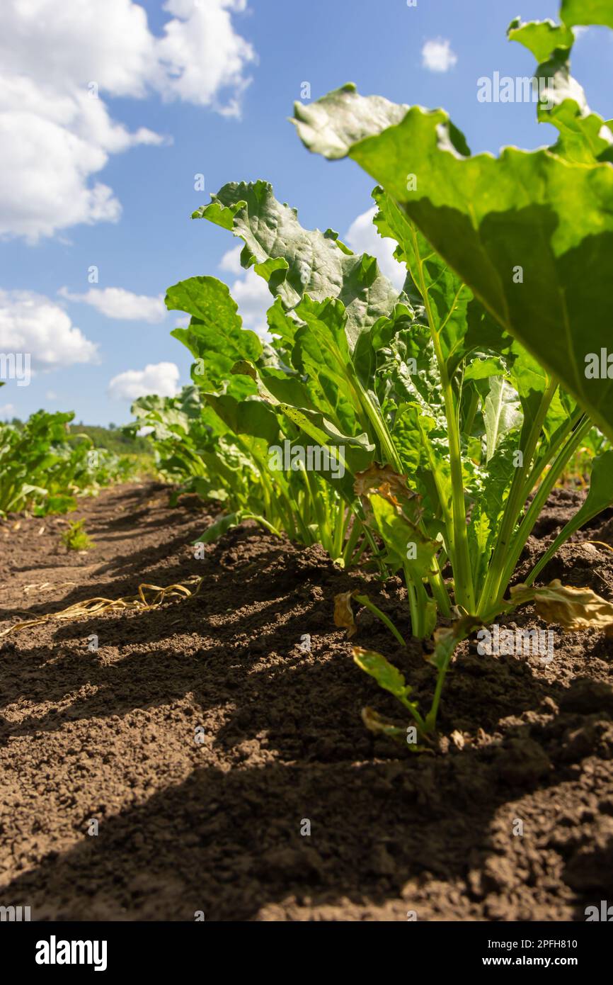 Agricultural scenery of of sweet sugar beet field, with blue sky ...