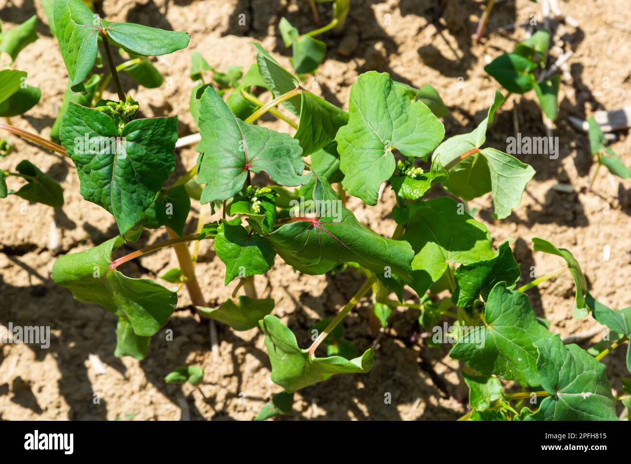 Field of sprout buckwheat on background of sky. Buckwheat, Fagopyrum ...