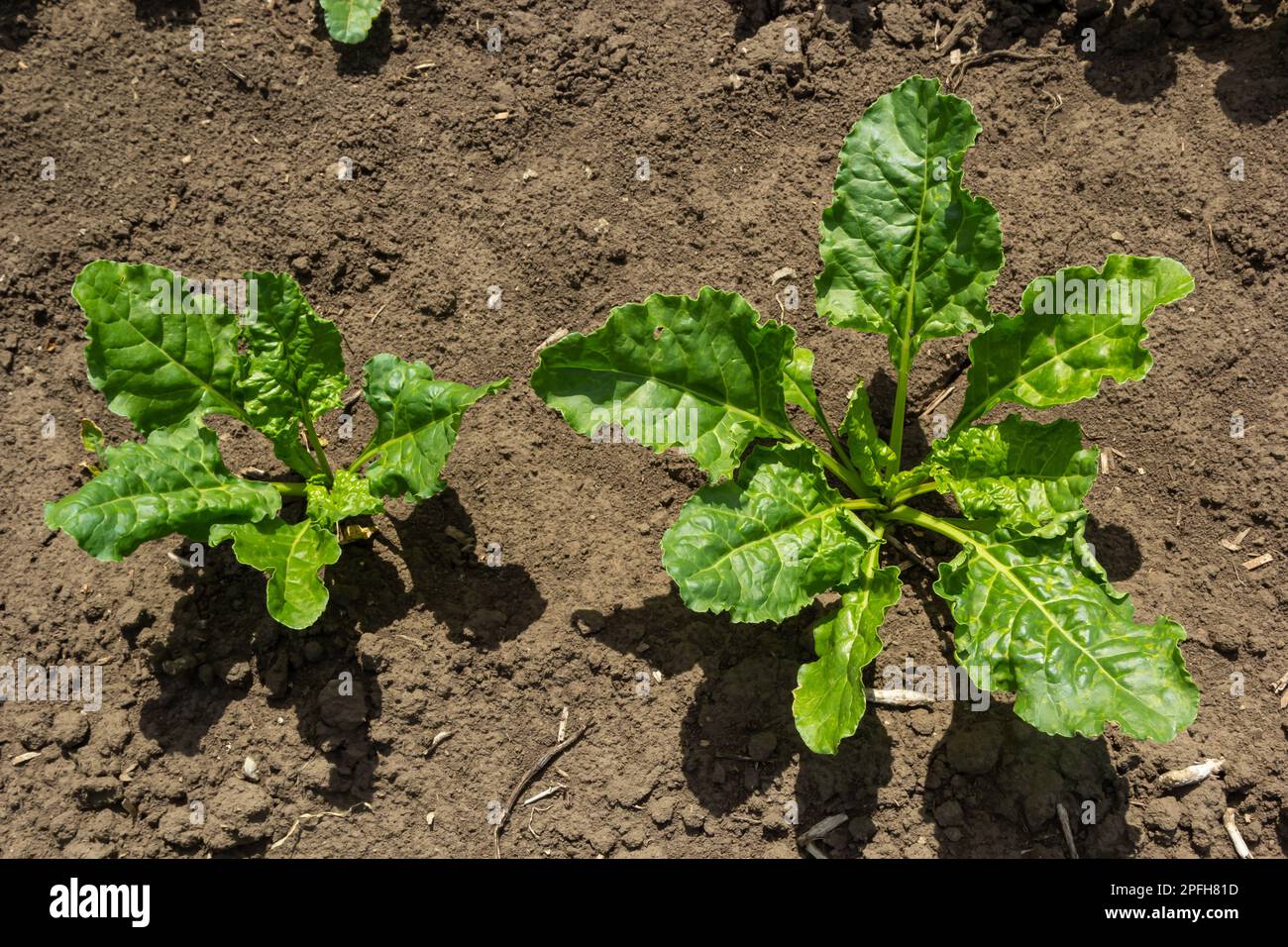 Agricultural scenery of of sweet sugar beet field. Sugar beets are ...