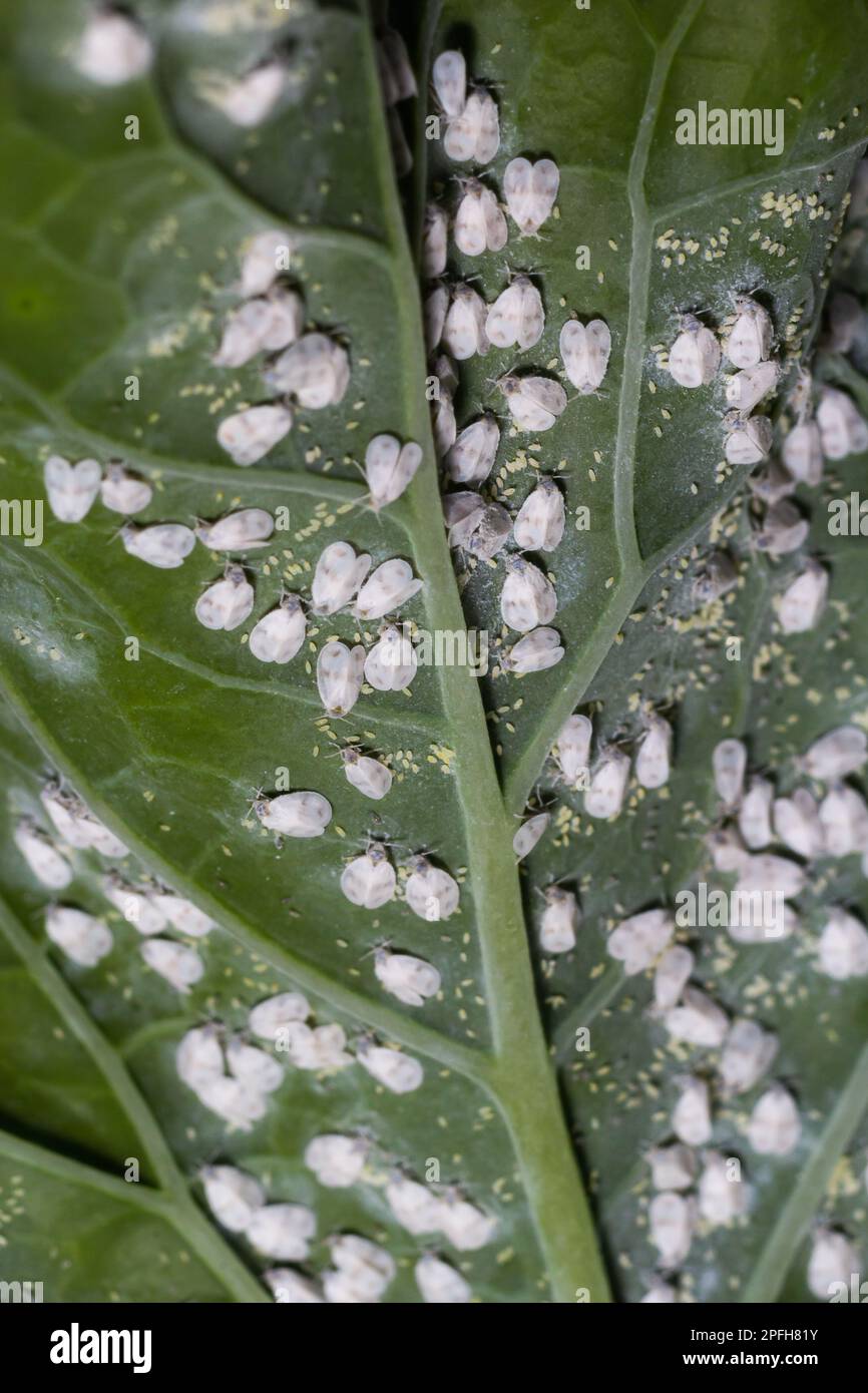 Whitefly parasite hi-res stock photography and images - Alamy