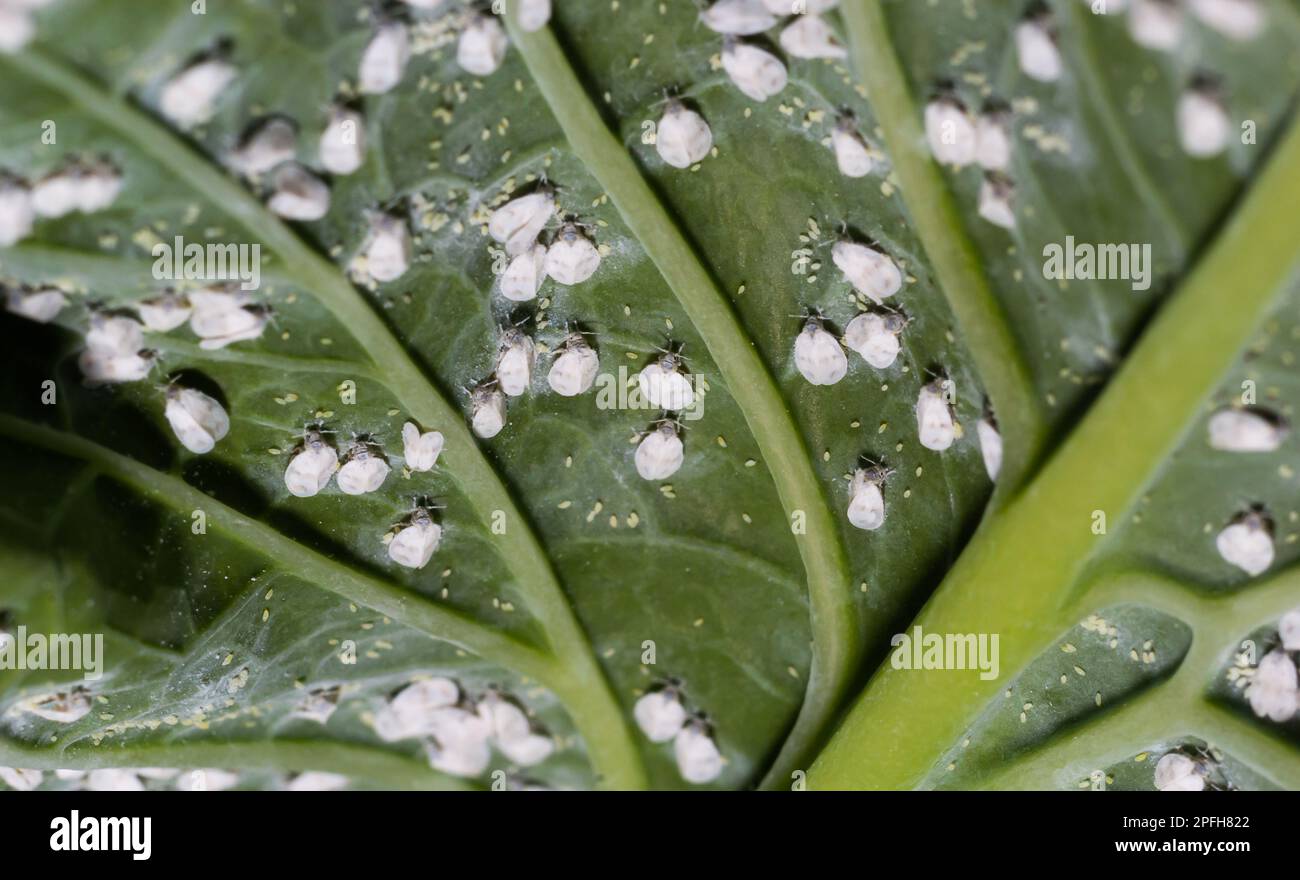 Whitefly Aleyrodes proletella agricultural pest on cabbage leaf Stock ...