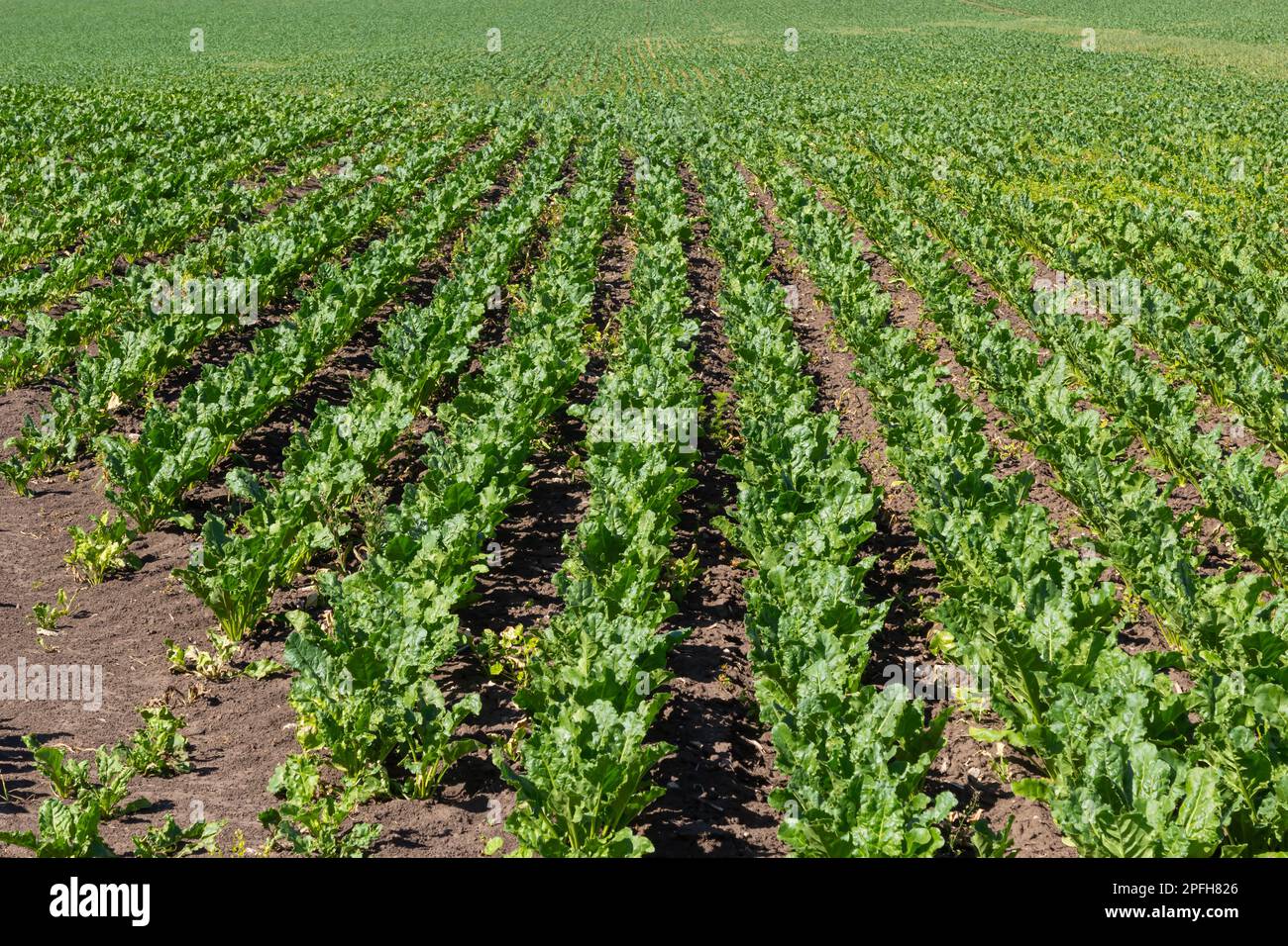 Agricultural scenery of of sweet sugar beet field. Sugar beets are ...