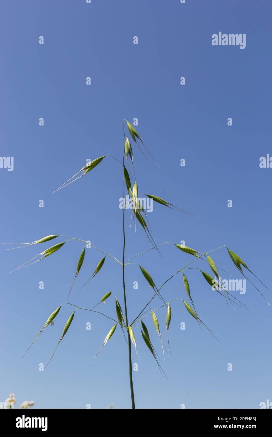Avena sativa, Common oat, cereal grain grown for human consumption as ...