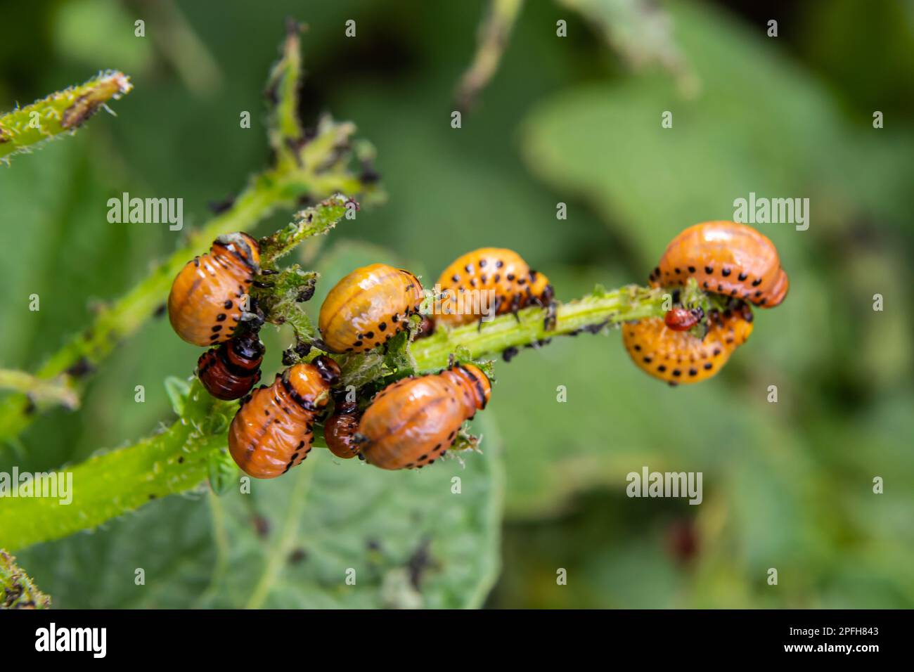 Colorado potato beetle - Leptinotarsa decemlineata on potato bushes ...