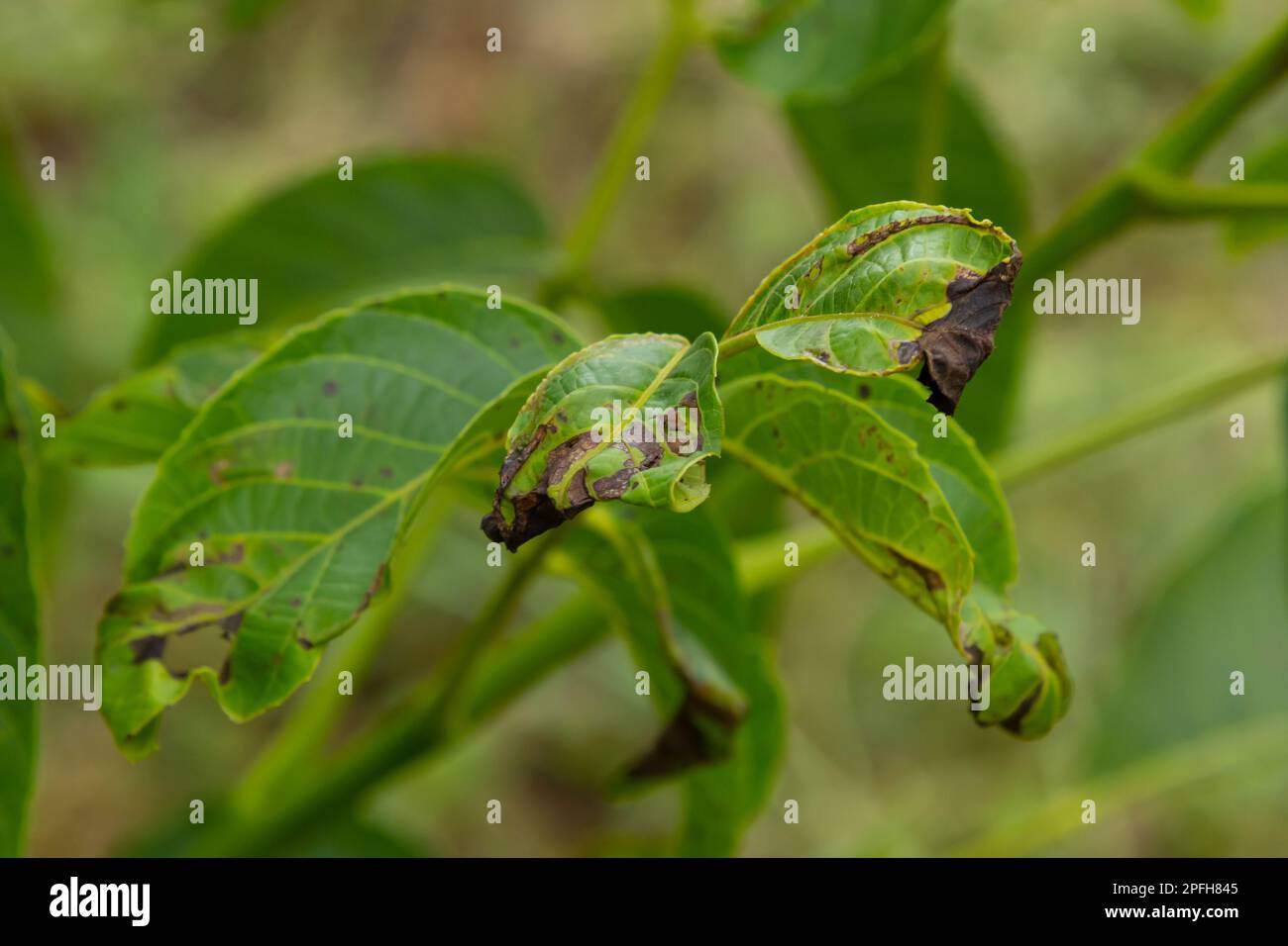 Walnut anthracnose or walnut black spot - Gnomonia, Ophiognomonia ...