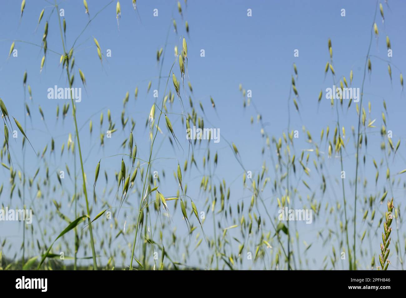 Field of young green Oats. Plantation of oats in the field - crop ...
