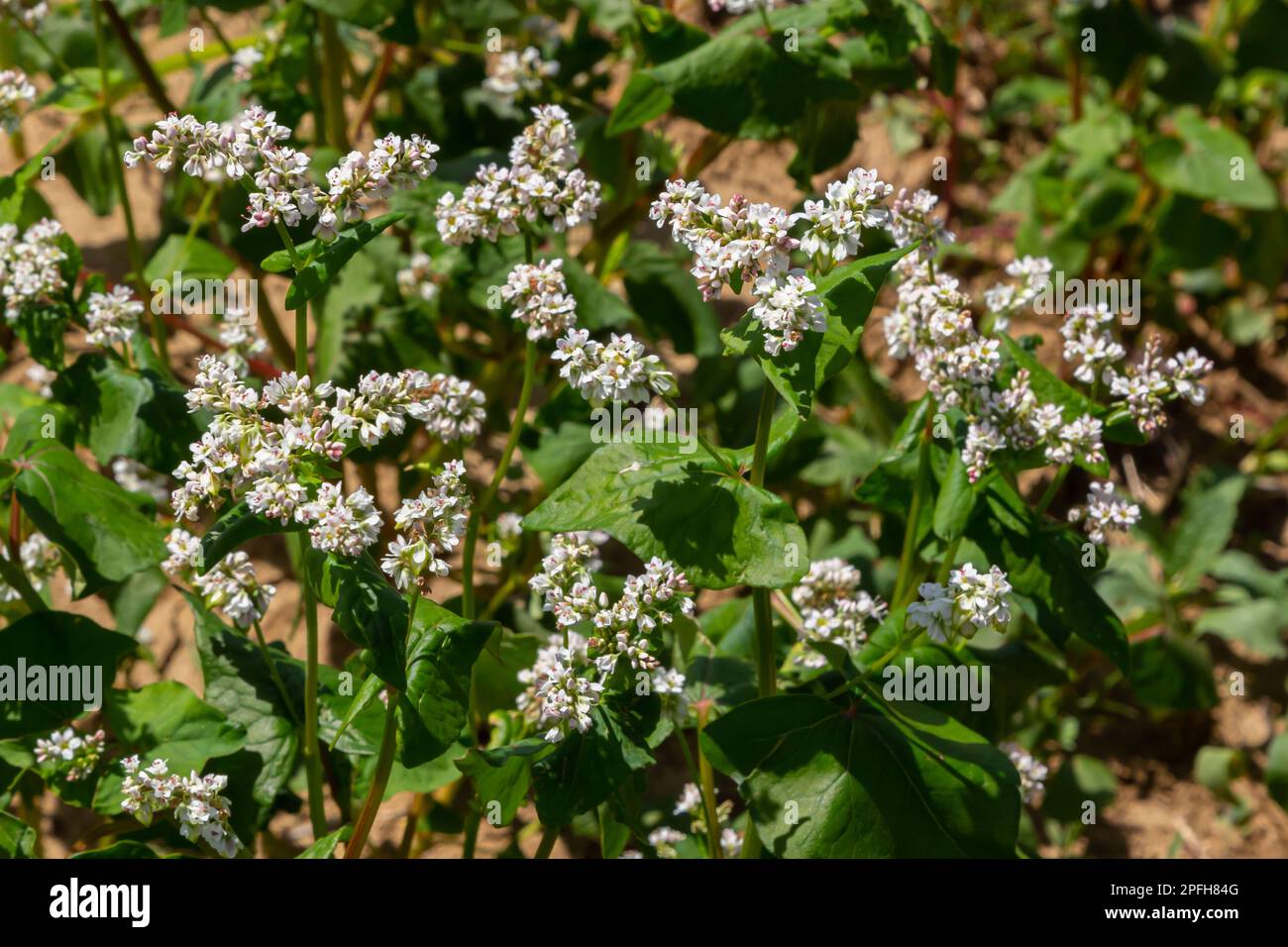 Field of buckwheat and close up of buckwheat blossoms. Buckwheat ...