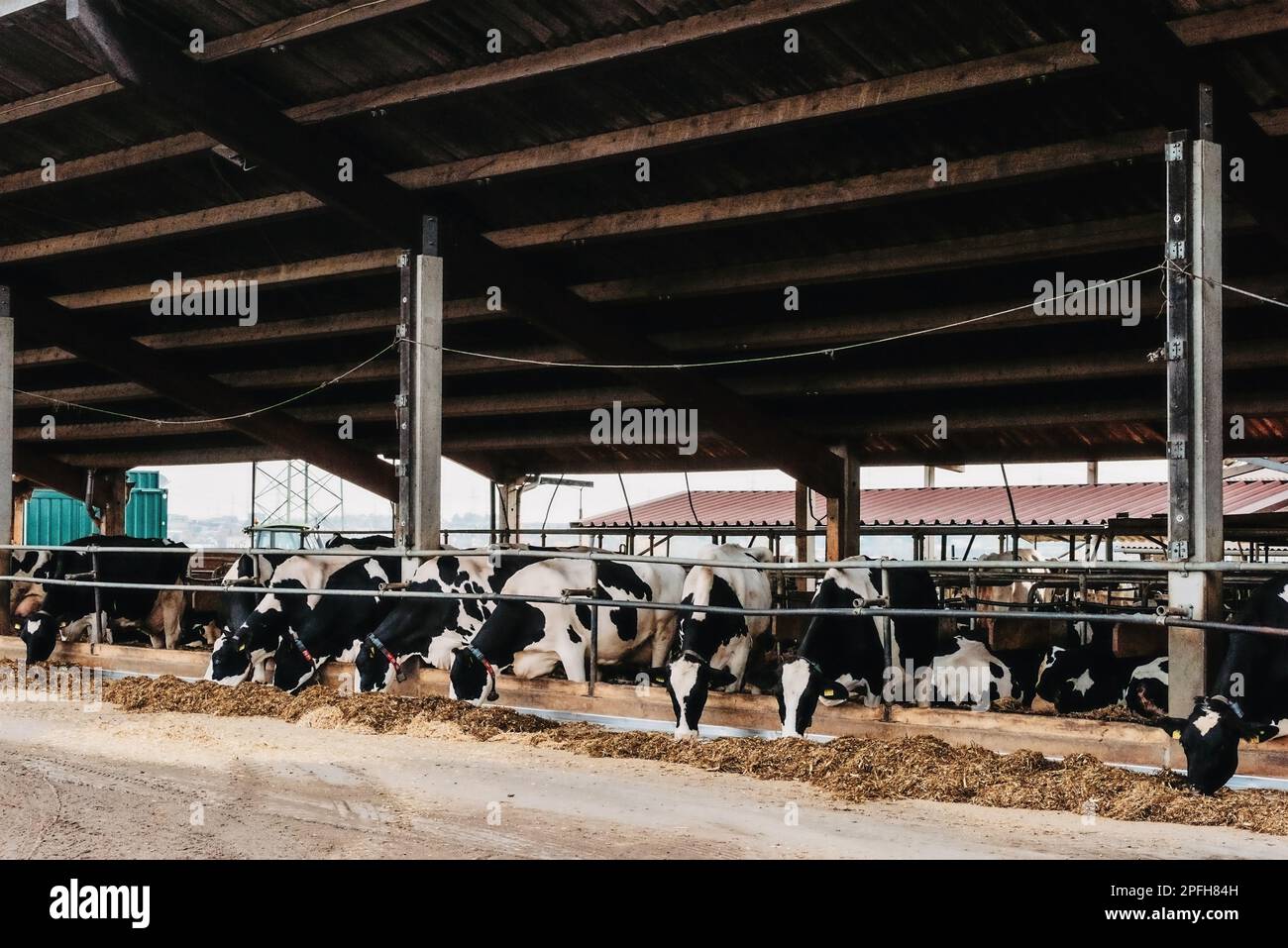 Calf cow in cage, caring on bio farm farming, feed hay grass silage pets, dairy cattle breeds ...