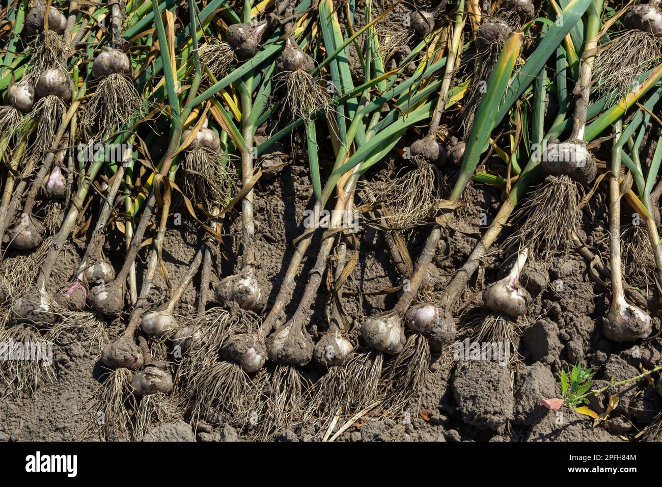The dug-out garlic is dried on a garden bed on a summer day Stock Photo ...