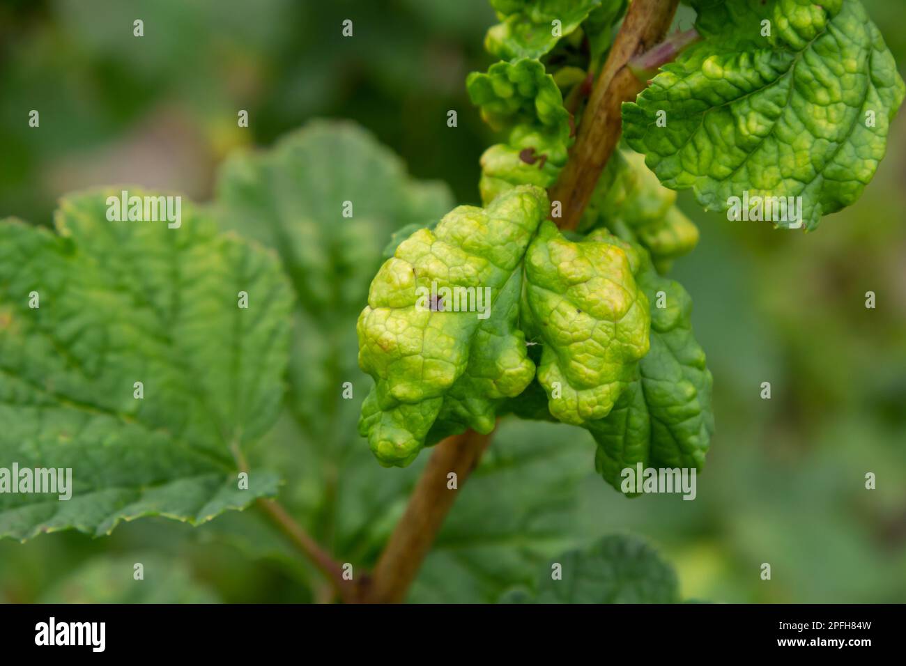 Gallic aphid on the leaves of red currant. The pest damages the currant ...