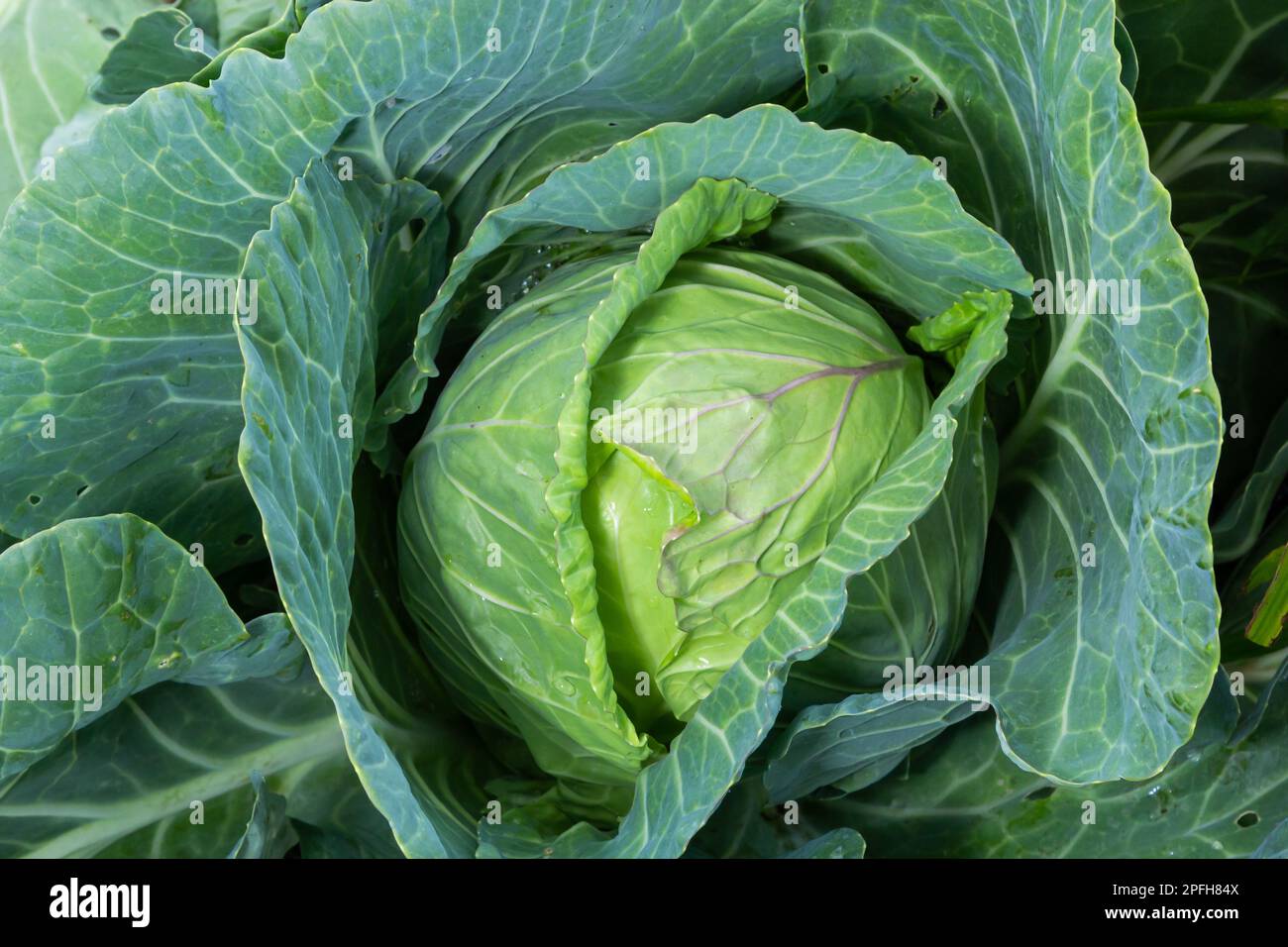 young cabbage grows in the farmer field, growing cabbage in the open ...