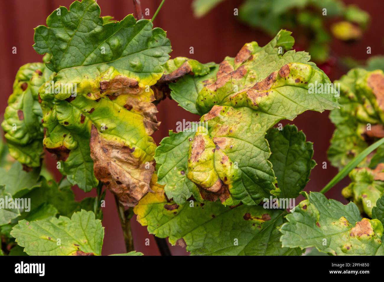 Gallic aphid on the leaves of red currant. The pest damages the currant ...