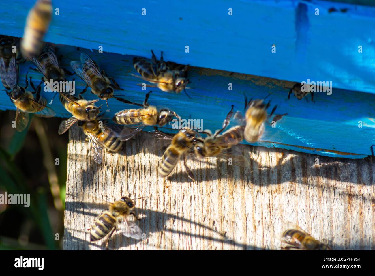swarm of honey bees flying around beehive. Bees returning from ...