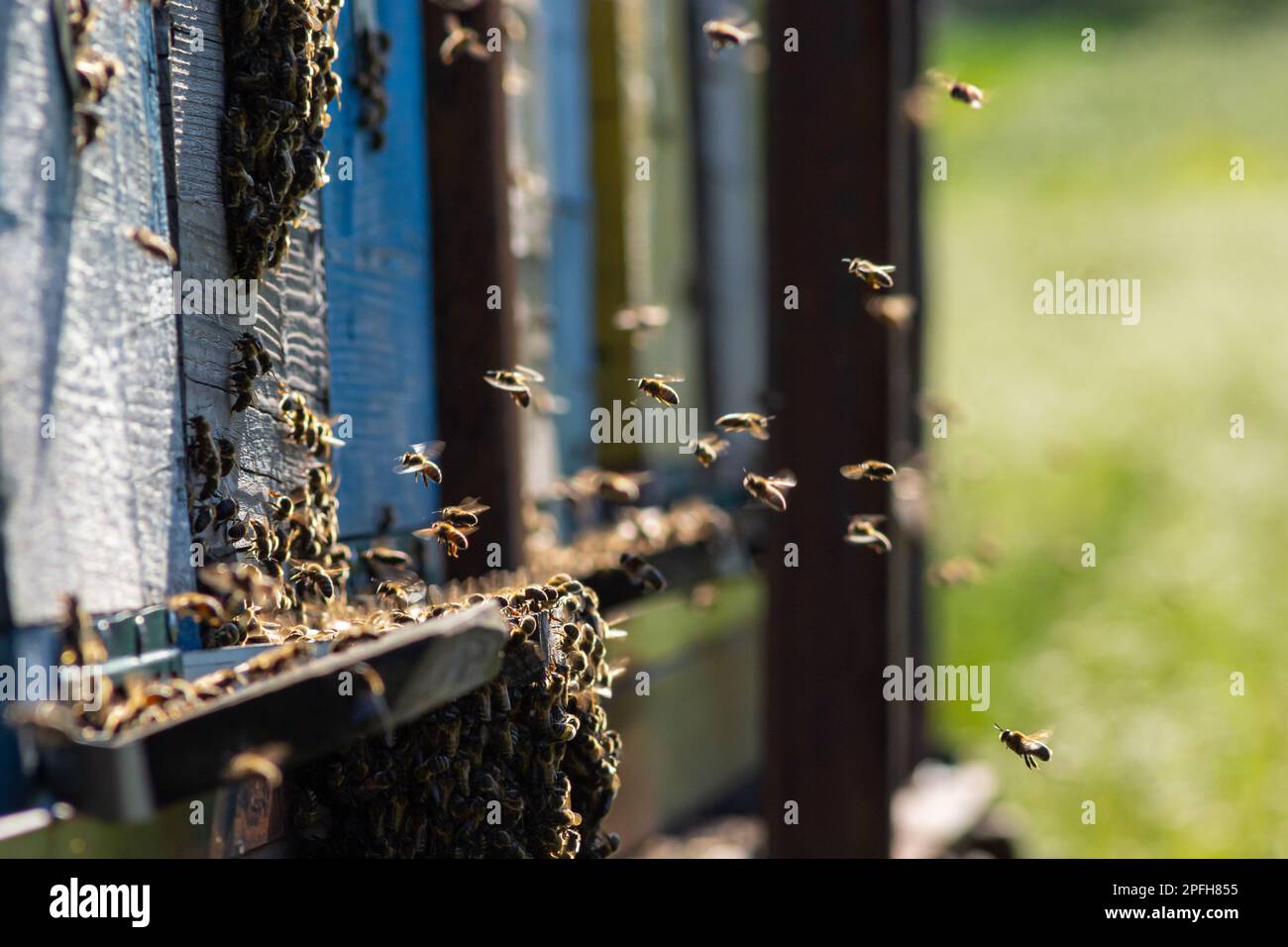 Close up of flying bees. Wooden beehive and bees. Plenty of bees at the ...