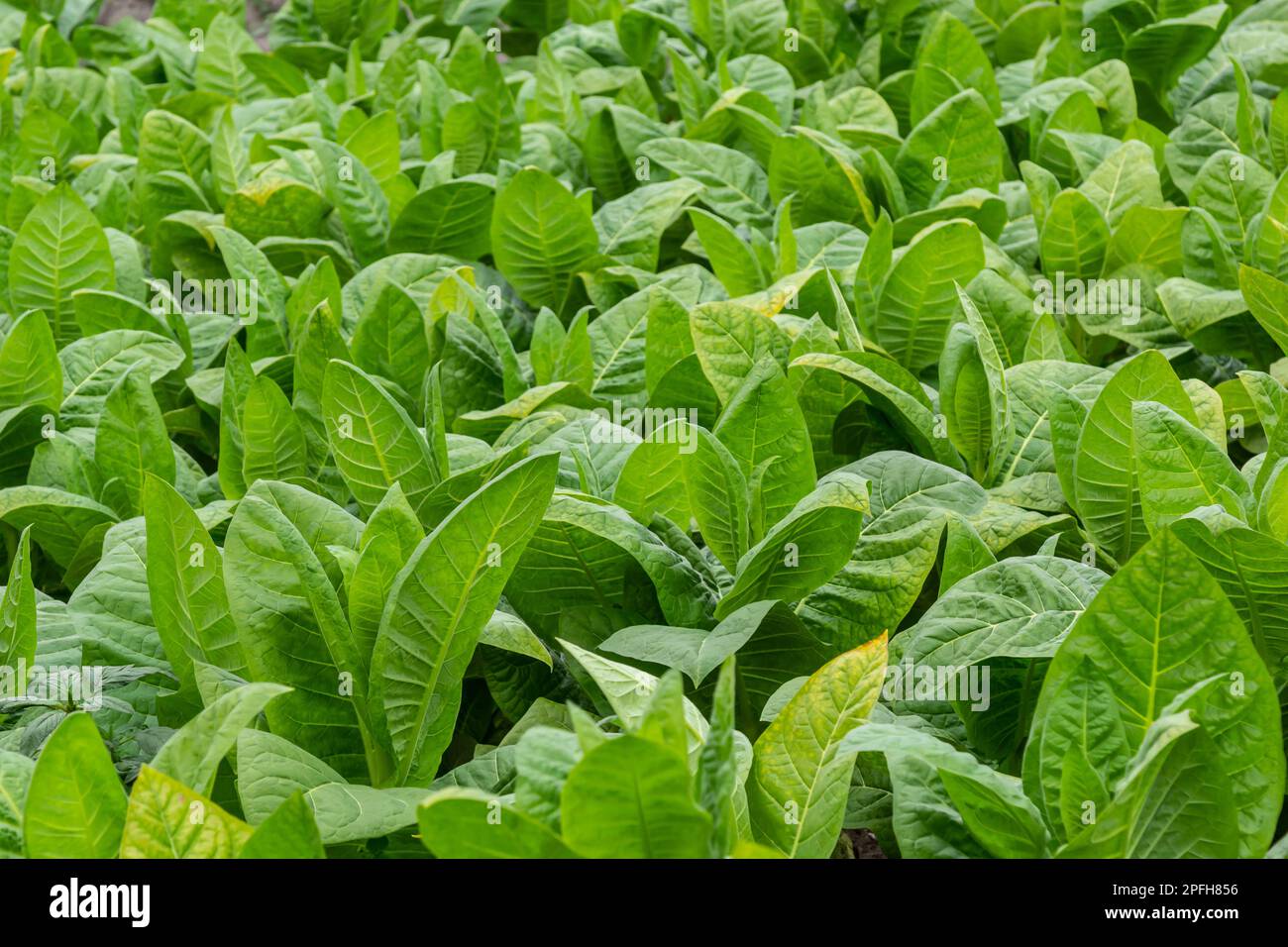 Green leaf tobacco in a blurred tobacco field background, close up ...