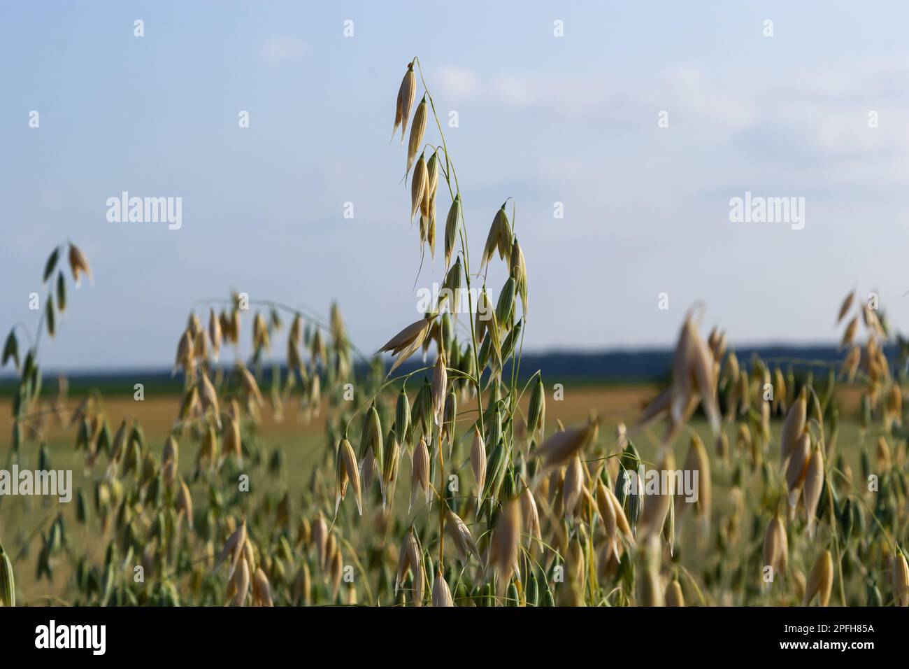Avena sativa, Common oat, cereal grain grown for human consumption as ...